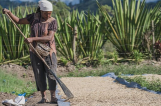 Papua New Guinea, Kindeng Mill – Conscious Cup Coffee Roasters