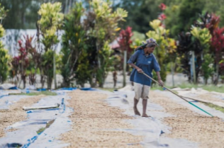 Papua New Guinea, Kindeng Mill – Conscious Cup Coffee Roasters